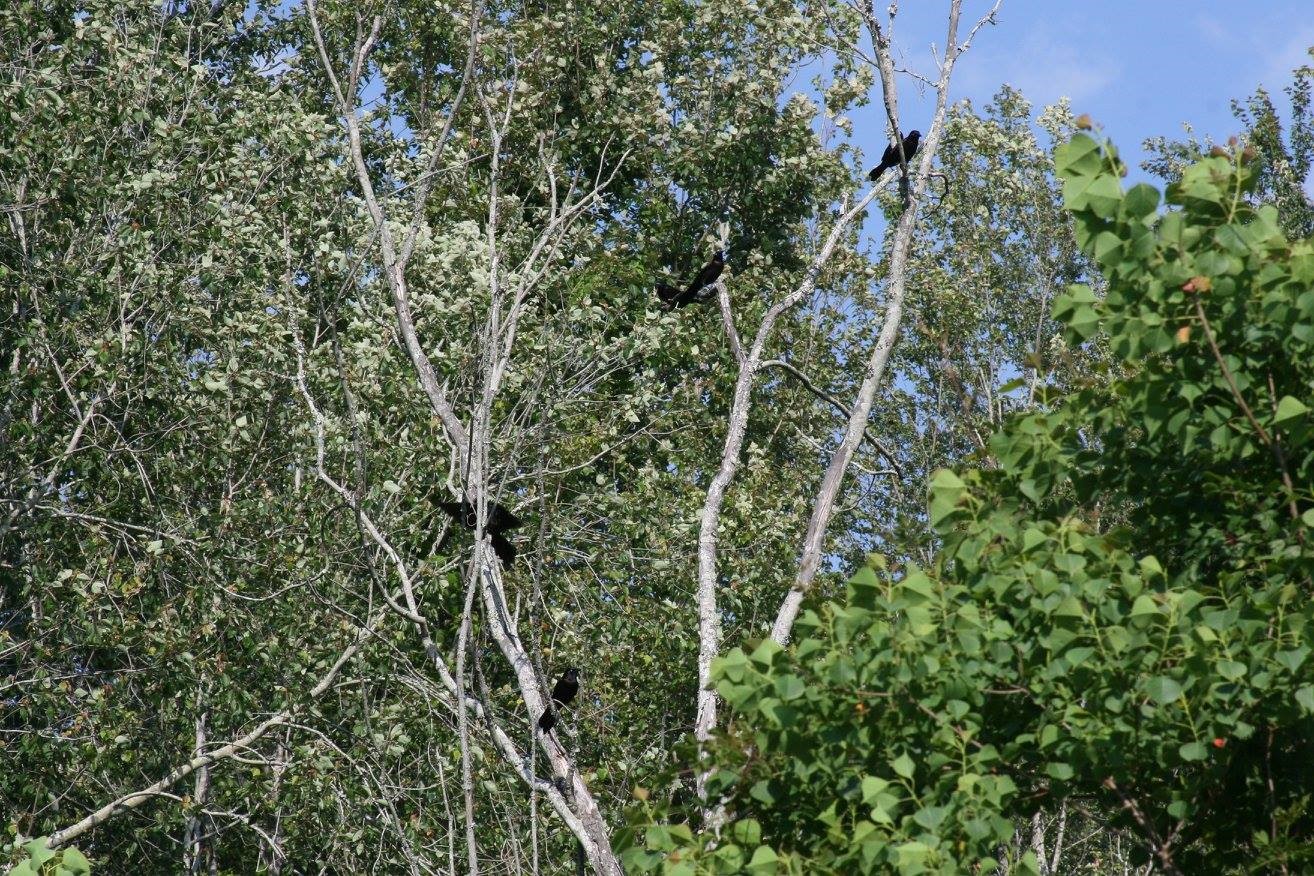Locations Hub - Milton "Buddy" Hopkins Nature Preserve