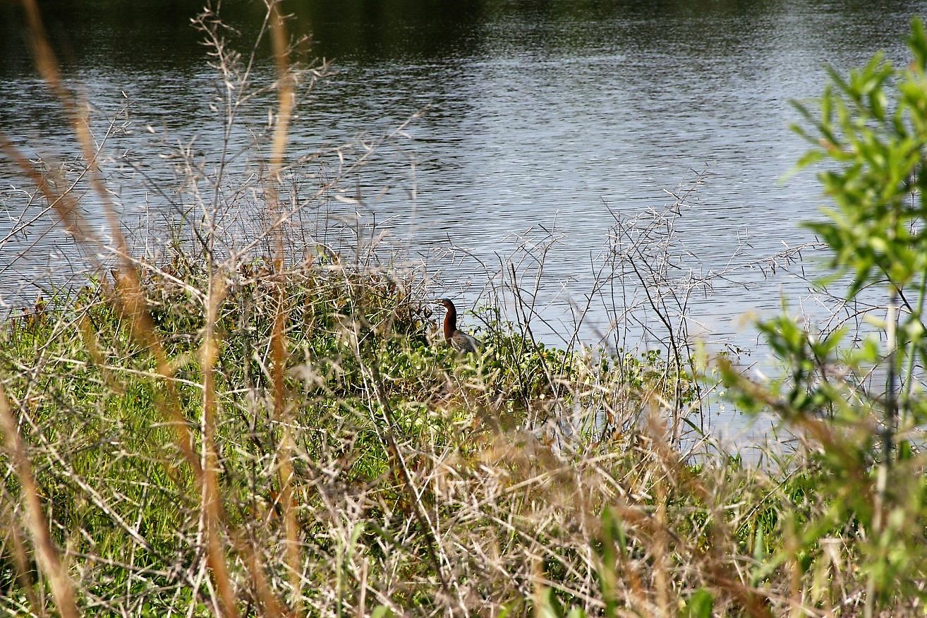 Locations Hub - Milton "Buddy" Hopkins Nature Preserve