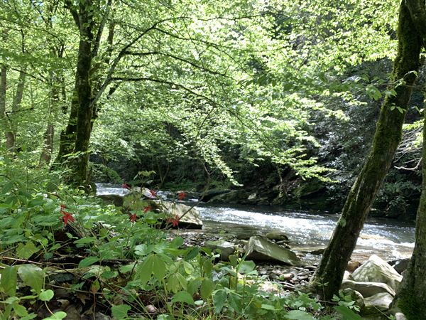 Locations Hub - Reed's Pool (Natural Pools and Waterfalls)