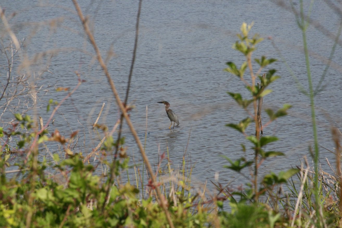 Locations Hub - Milton "Buddy" Hopkins Nature Preserve