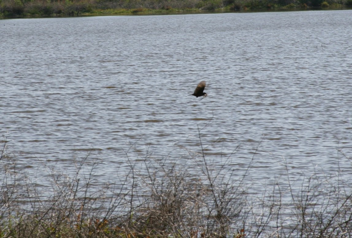 Locations Hub - Milton "Buddy" Hopkins Nature Preserve