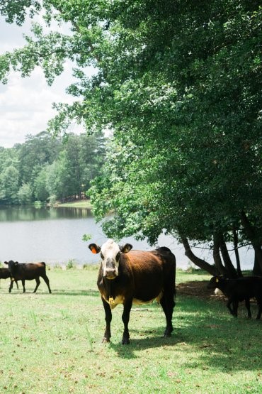 Locations Hub - Gore Farm - 600+ Acre Cattle Farm