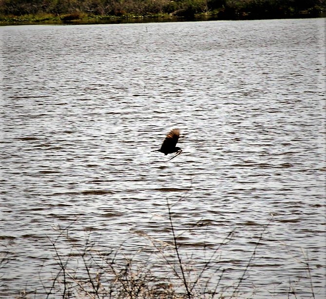 Locations Hub - Milton "Buddy" Hopkins Nature Preserve