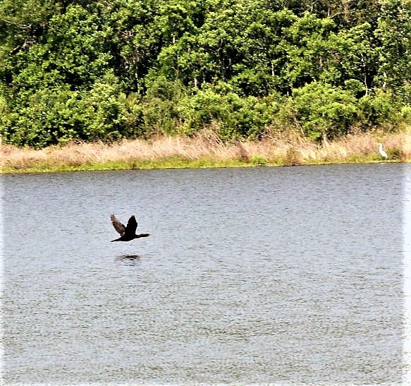 Locations Hub - Milton "Buddy" Hopkins Nature Preserve