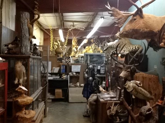 Locations Hub - Bud Jones Taxidermy Wildlife Museum